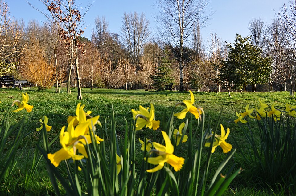 Green meadows green hills yellow daffodils | Laughter hope sock in the ...
